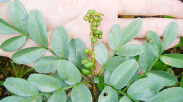 Jaborandi: Força e Crescimento para seus Cabelos!